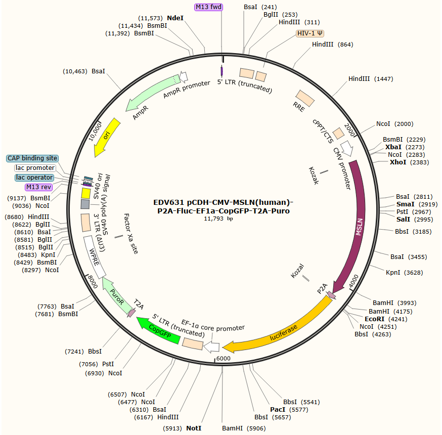 pCDH-CMV-MSLN(human)-P2A-Fluc-EF1a-CopGFP-T2A-Puro – 艾迪基因