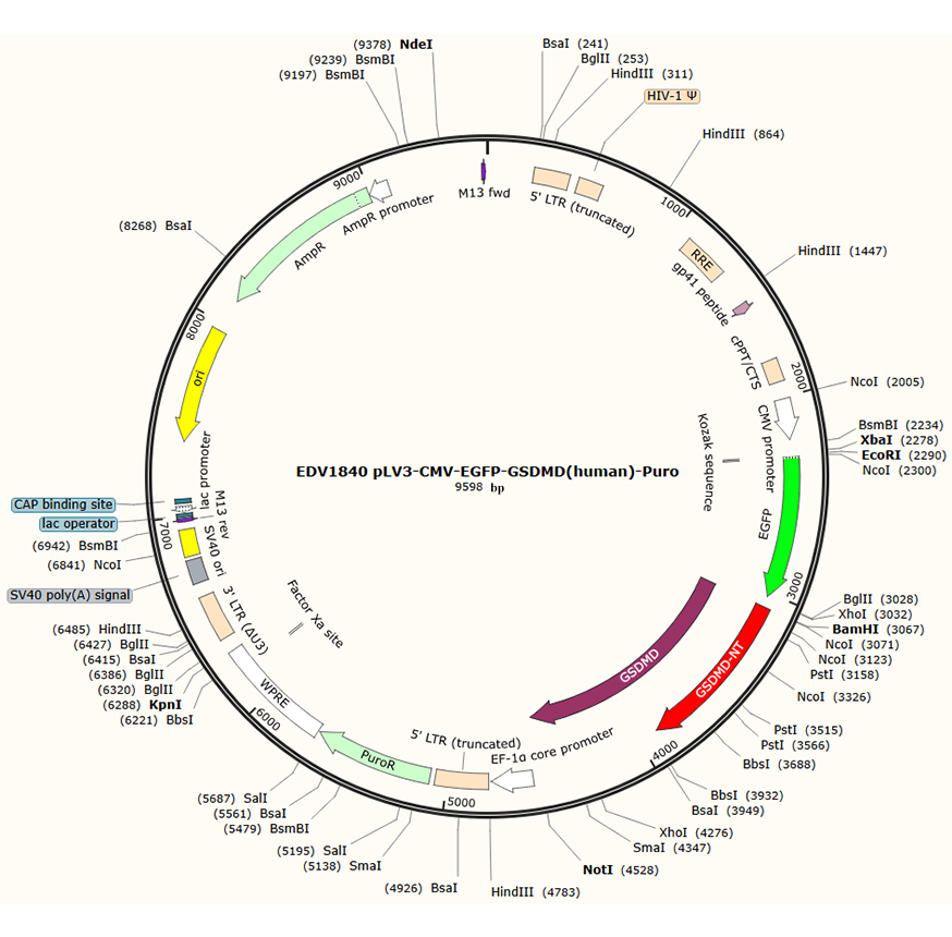 pLV3-CMV-EGFP-GSDMD(human)-Puro OE质粒 | 过表达质粒价格 – 艾迪基因