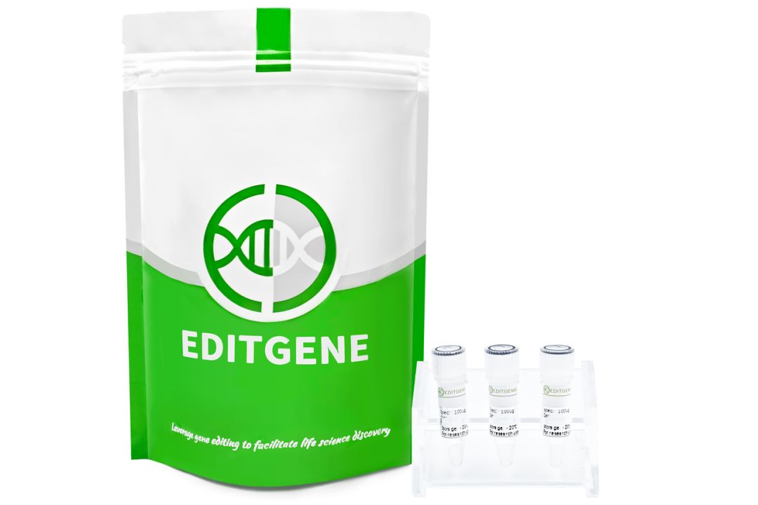 pMD2.G – 艾迪基因