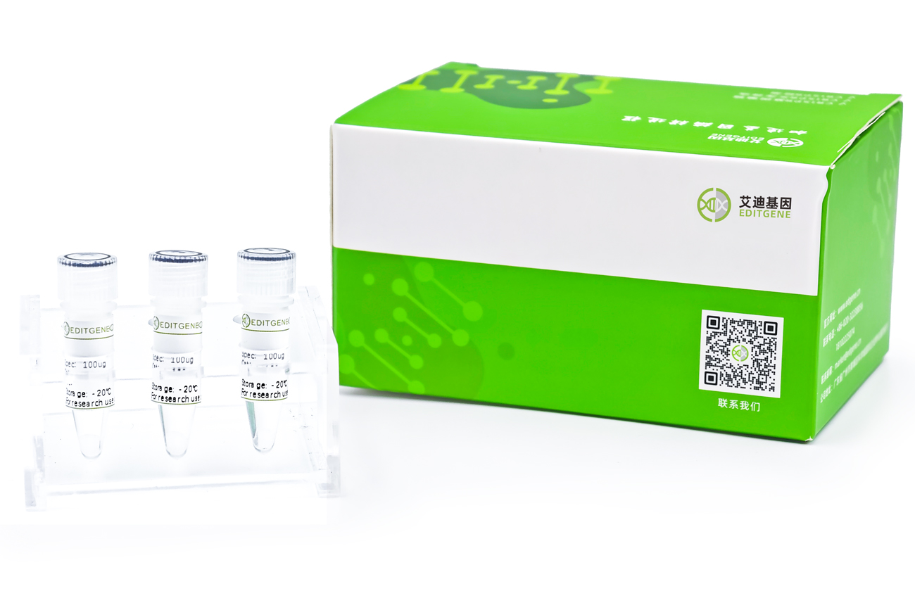 pMD2.G – 艾迪基因