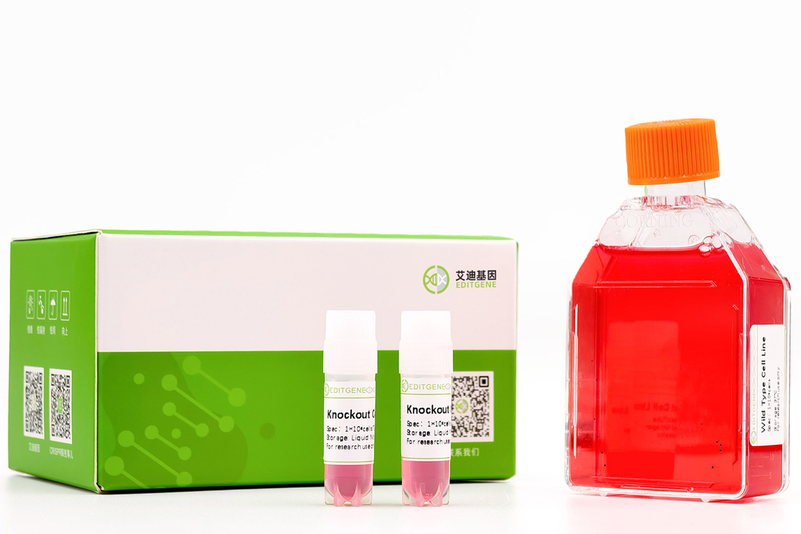 gpR43/FFAR2基因敲除HIEC-6细胞 – 艾迪基因