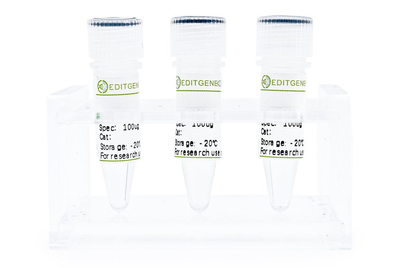 pMD2.G – 艾迪基因