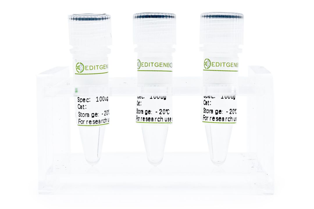 pMD2.G – 艾迪基因