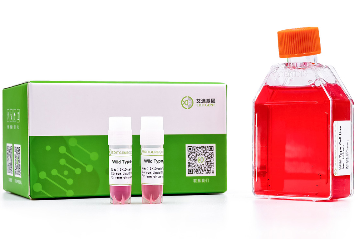 PC-9-MTAC [STAC-P] 人肺腺癌细胞吉非替尼耐药株 | PC-9-MTAC [STAC-P] ，WT细胞系 | 艾迪基因 – 艾迪基因