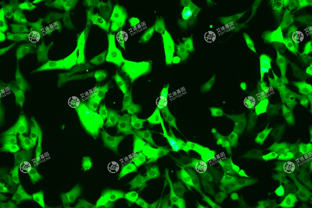 RPE1 hTERT p53-/- GFP 稳转细胞株公司 | RPE1 hTERT p53-/-CopGFP细胞价格 – 艾迪基因