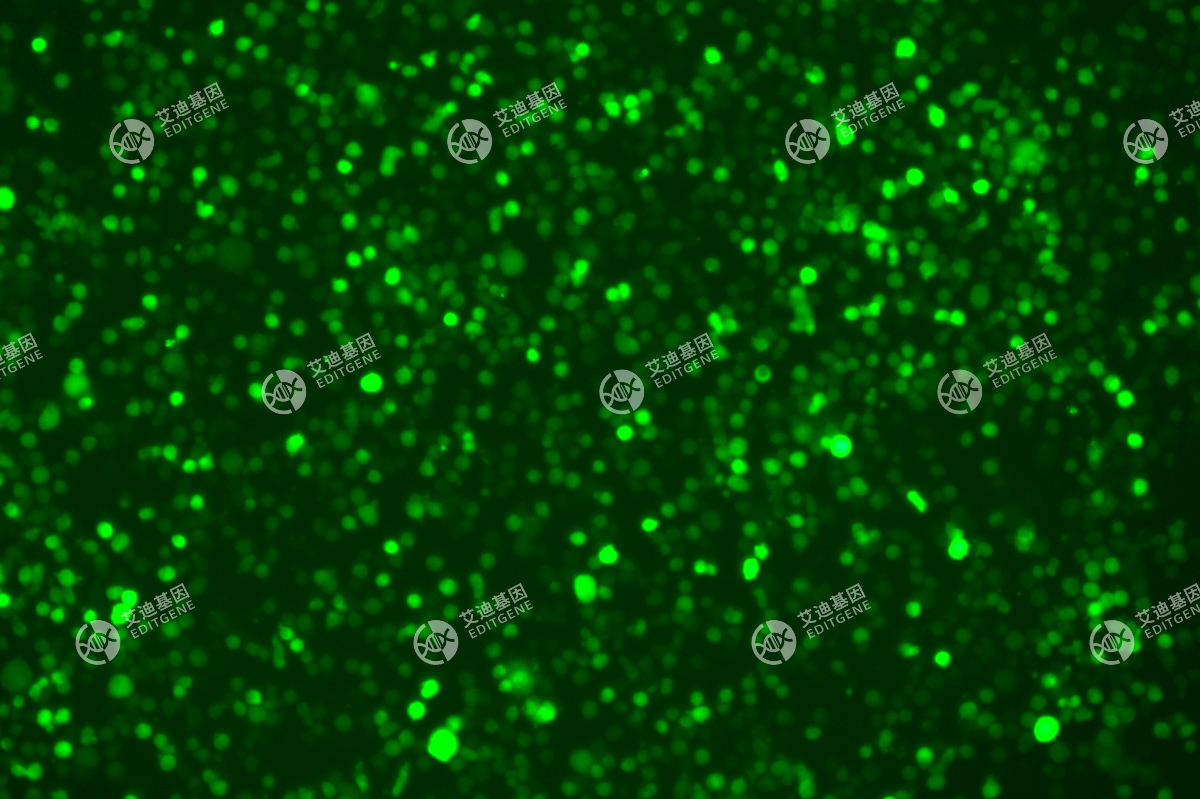 MM.1S-CopGFP – 艾迪基因