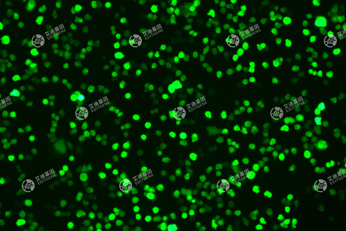 CHO-K1-CopGFP – 艾迪基因