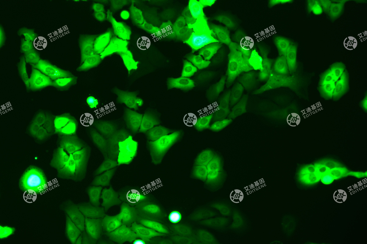 U2OS-CopGFP – 艾迪基因