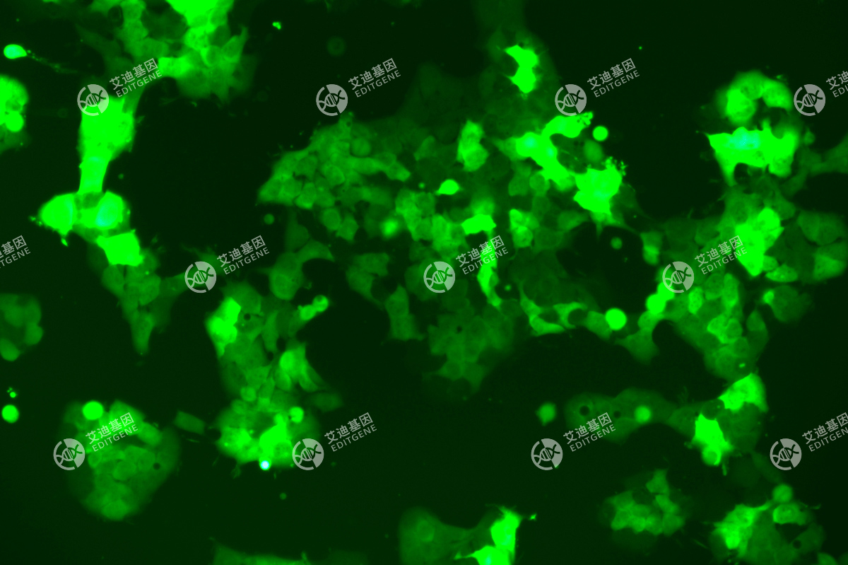 CAL-33-CopGFP – 艾迪基因