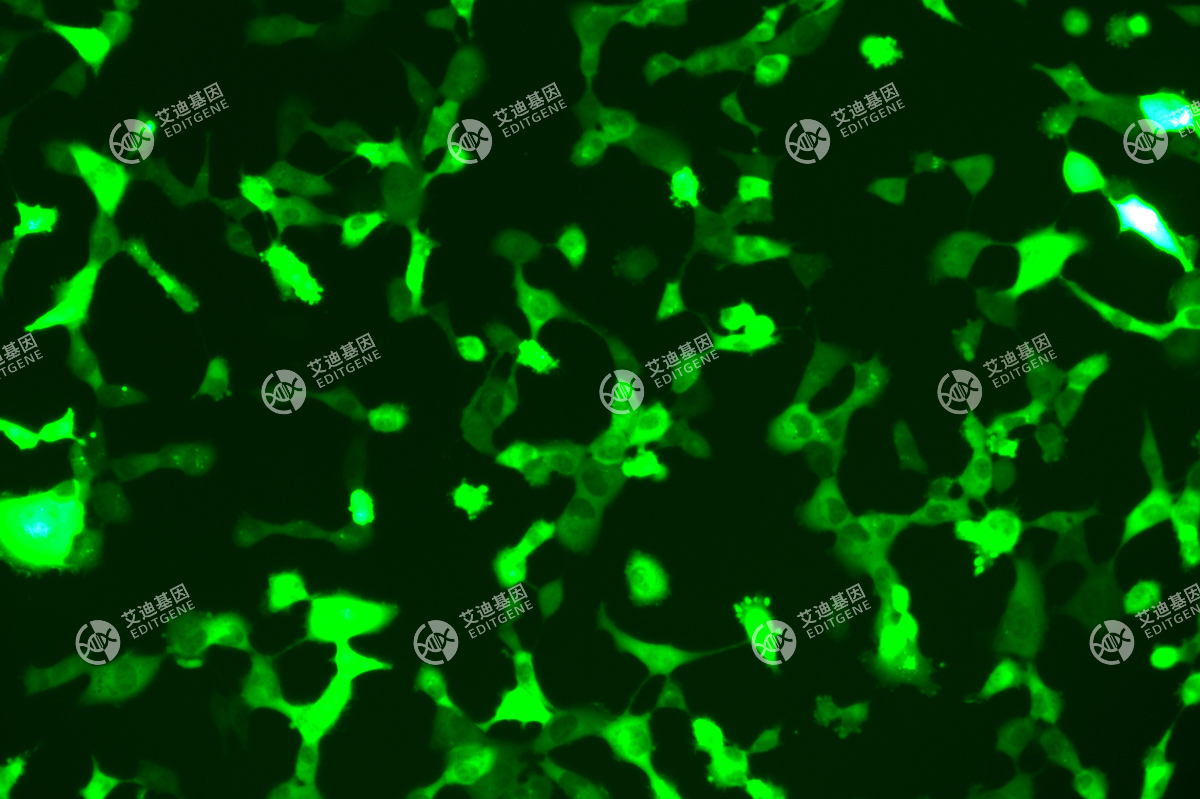 HT-1080-CopGFP – 艾迪基因