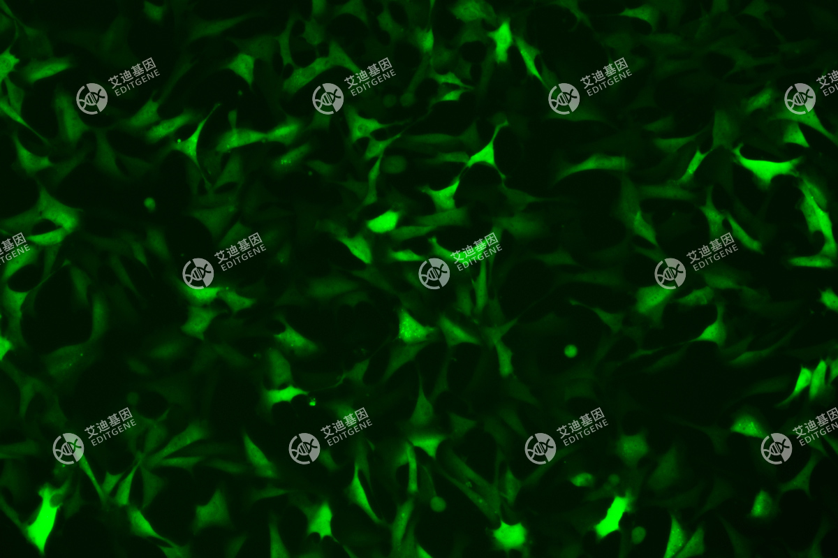 NRK-49F-CopGFP – 艾迪基因