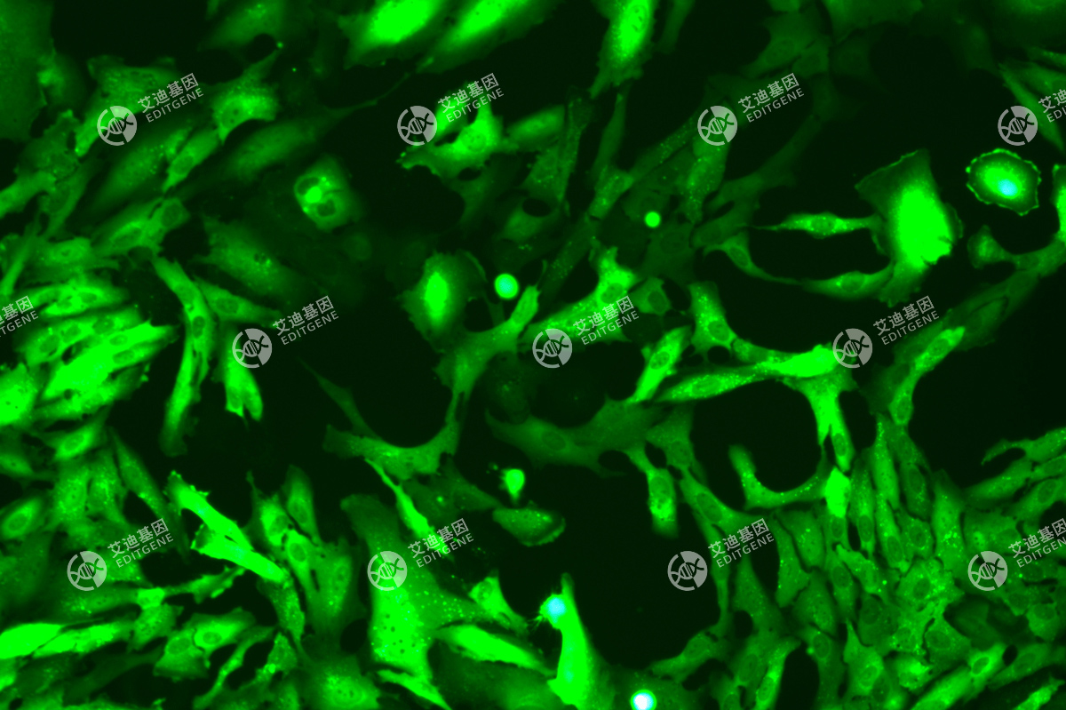 MDA-T32 GFP 稳转细胞株公司 | MDA-T32-CopGFP细胞价格 – 艾迪基因