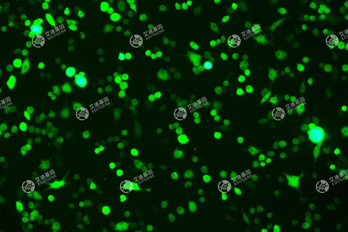 DC2.4-CopGFP – 艾迪基因