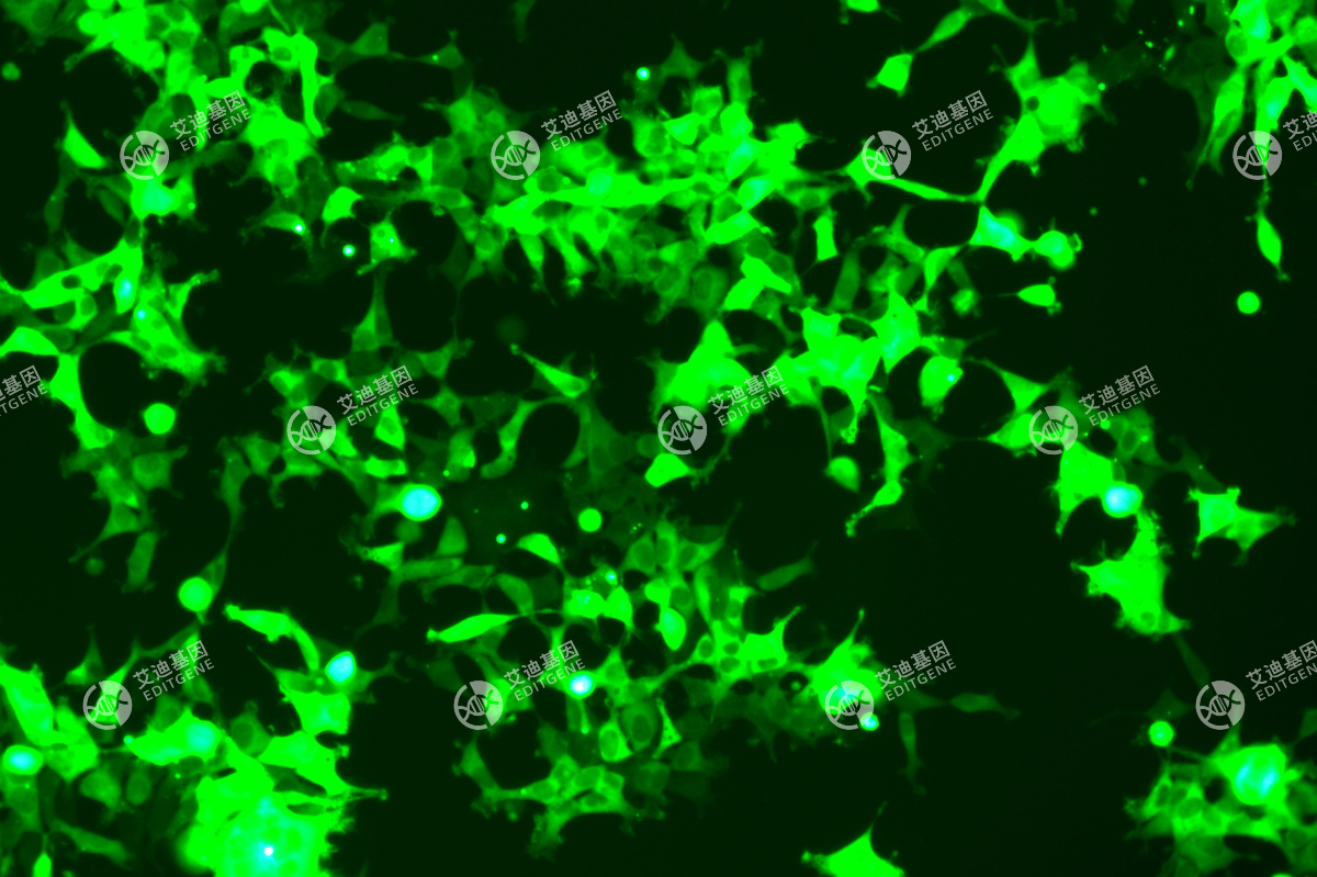 HEK293-CopGFP – 艾迪基因