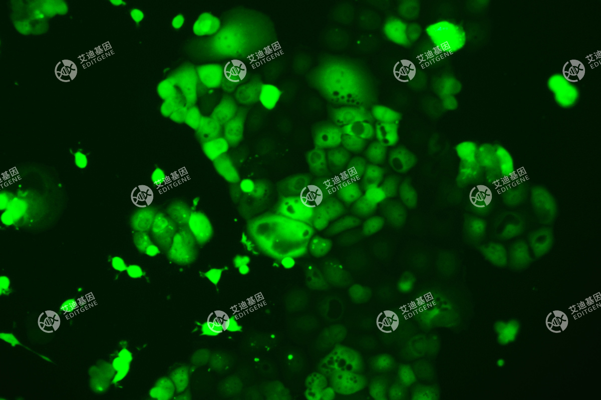 OVCAR-3-CopGFP – 艾迪基因