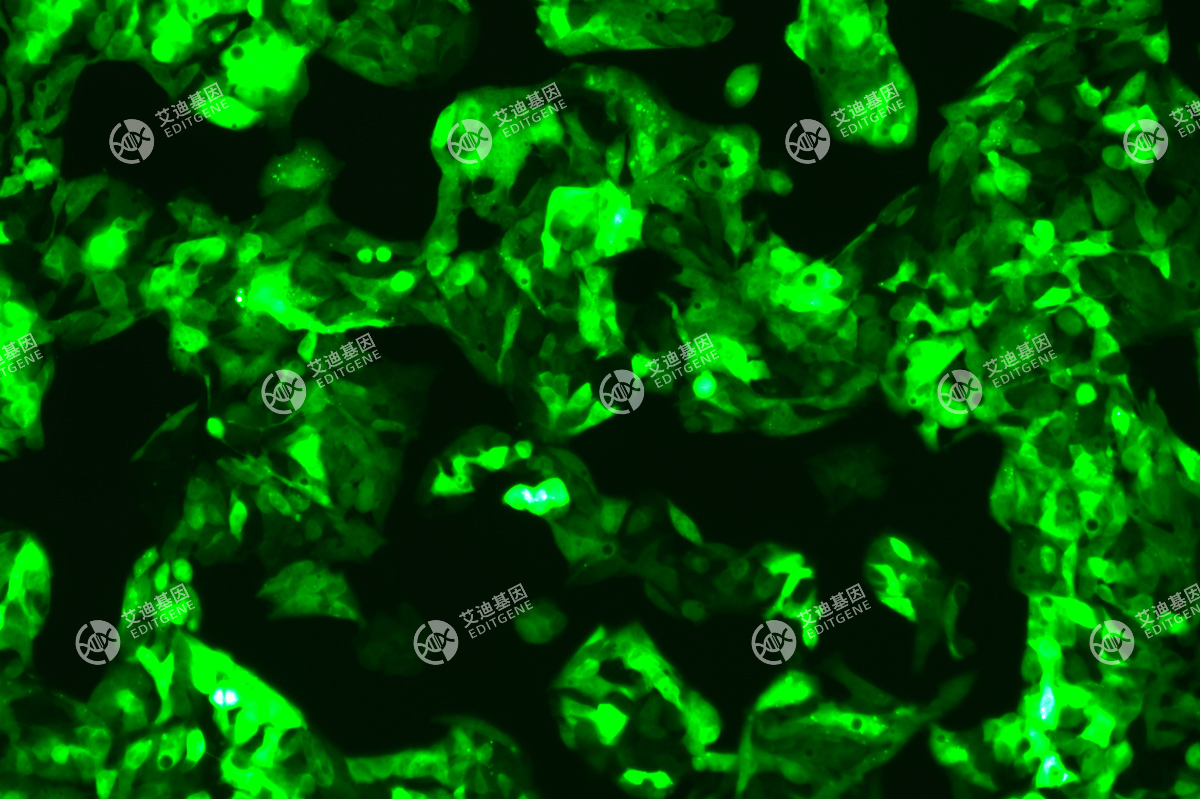GFP-人肝癌细胞(HEPG2-C3A) – 艾迪基因
