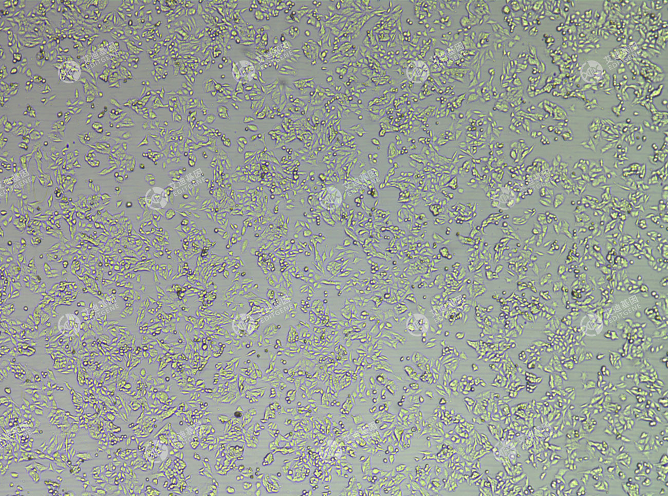 SNU-398 人肝癌细胞 – 艾迪基因