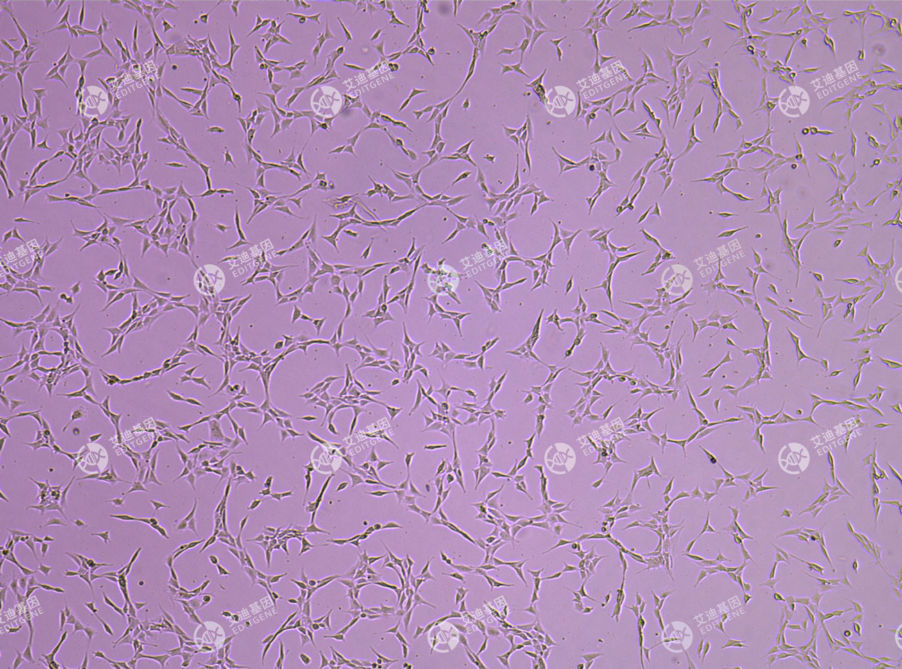 NIH/3T3 小鼠胚胎成纤维细胞 – 艾迪基因