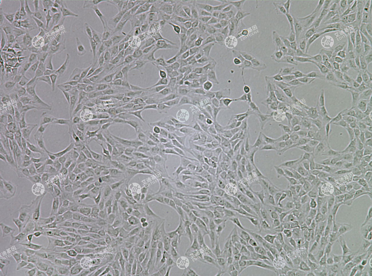 NRK-49F 大鼠肾脏细胞 – 艾迪基因