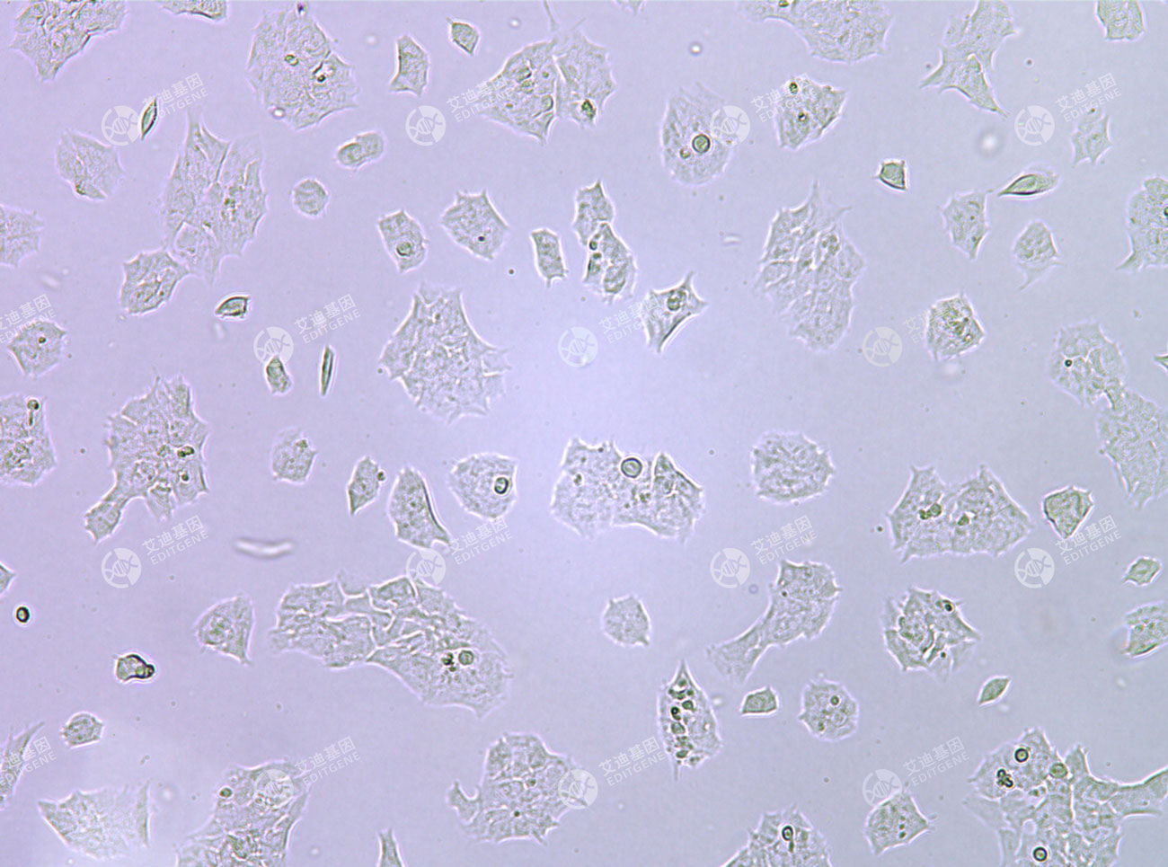 GT1-7 小鼠下丘脑神经元细胞 – 艾迪基因