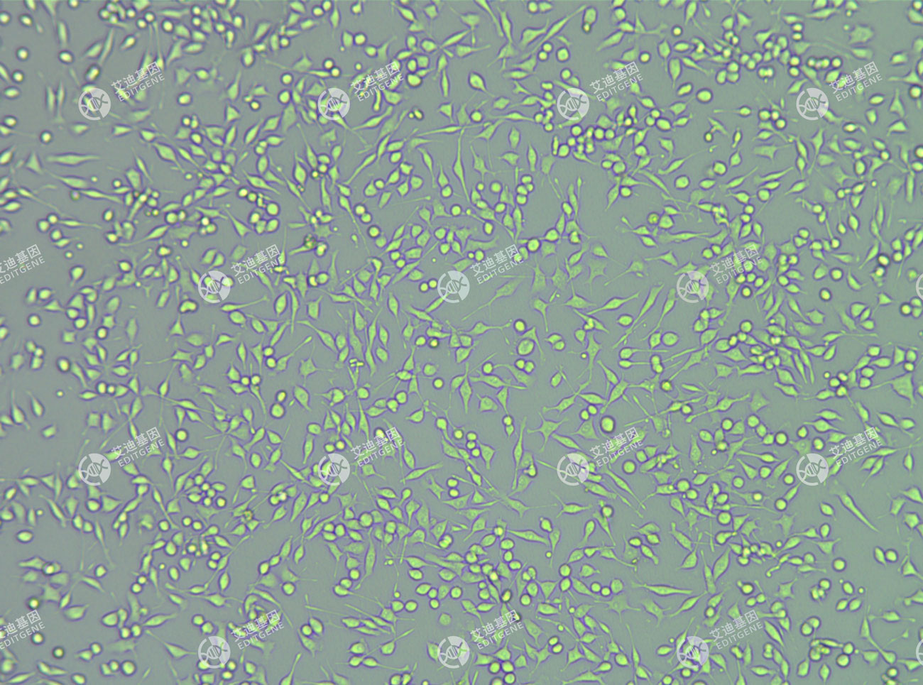 MOC2 小鼠口腔鳞状细胞癌细胞 – 艾迪基因