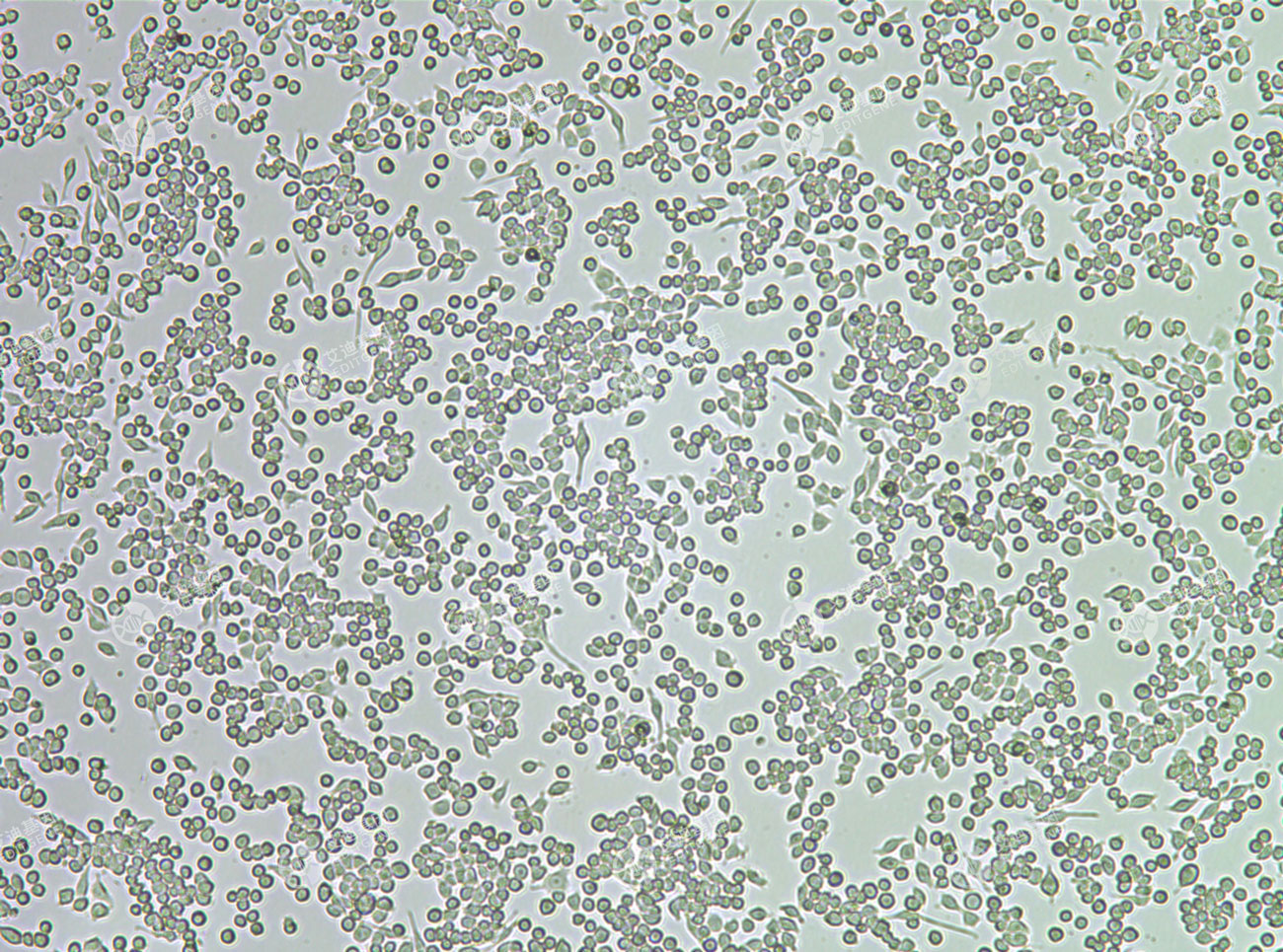 DC2.4 小鼠骨髓来源树突状细胞 – 艾迪基因