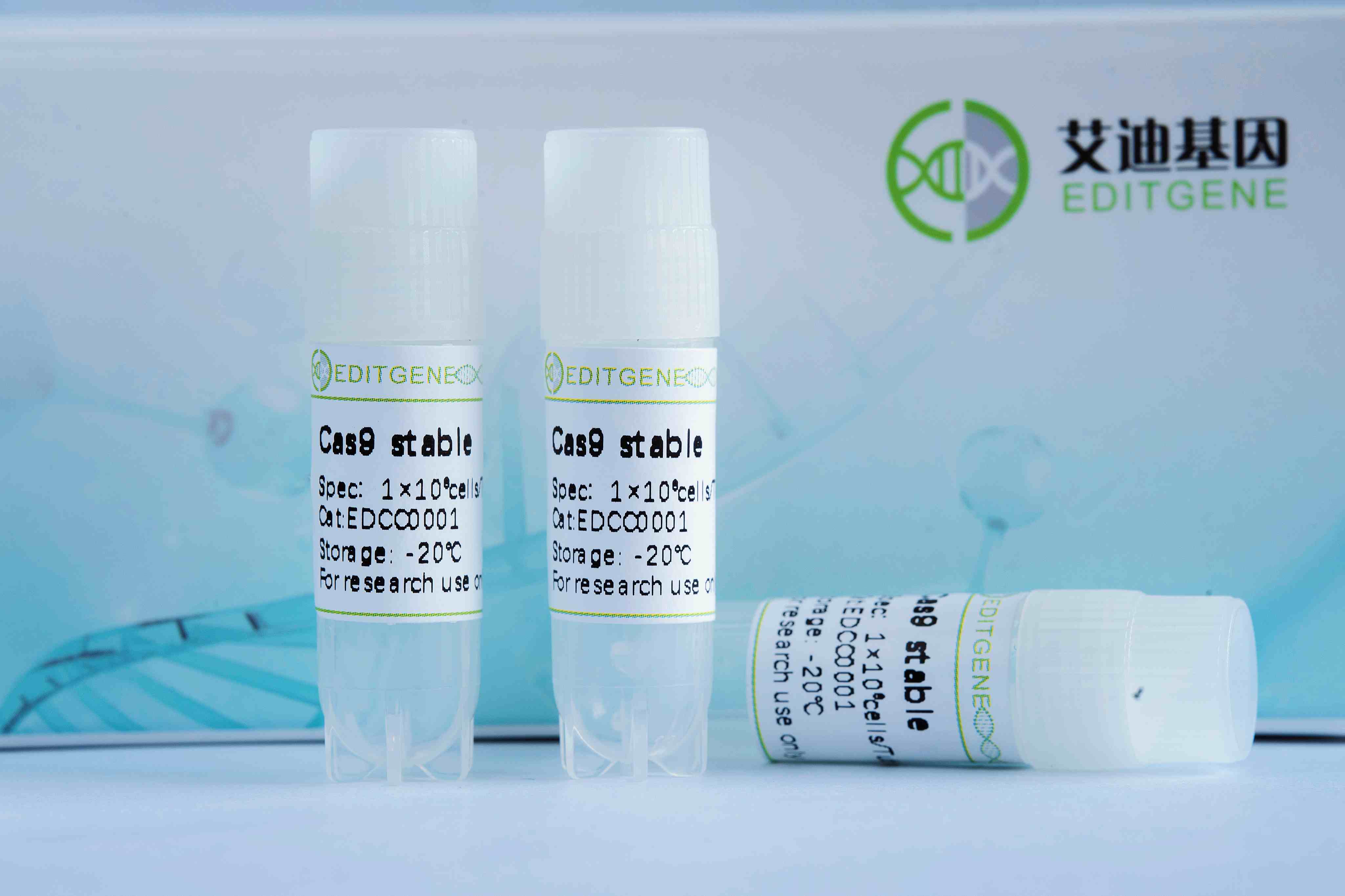 小鼠胶质瘤细胞(GL261-Cas9)_基因敲除细胞/点突变/文库筛选/CRISPR检测_艾迪基因【官网】