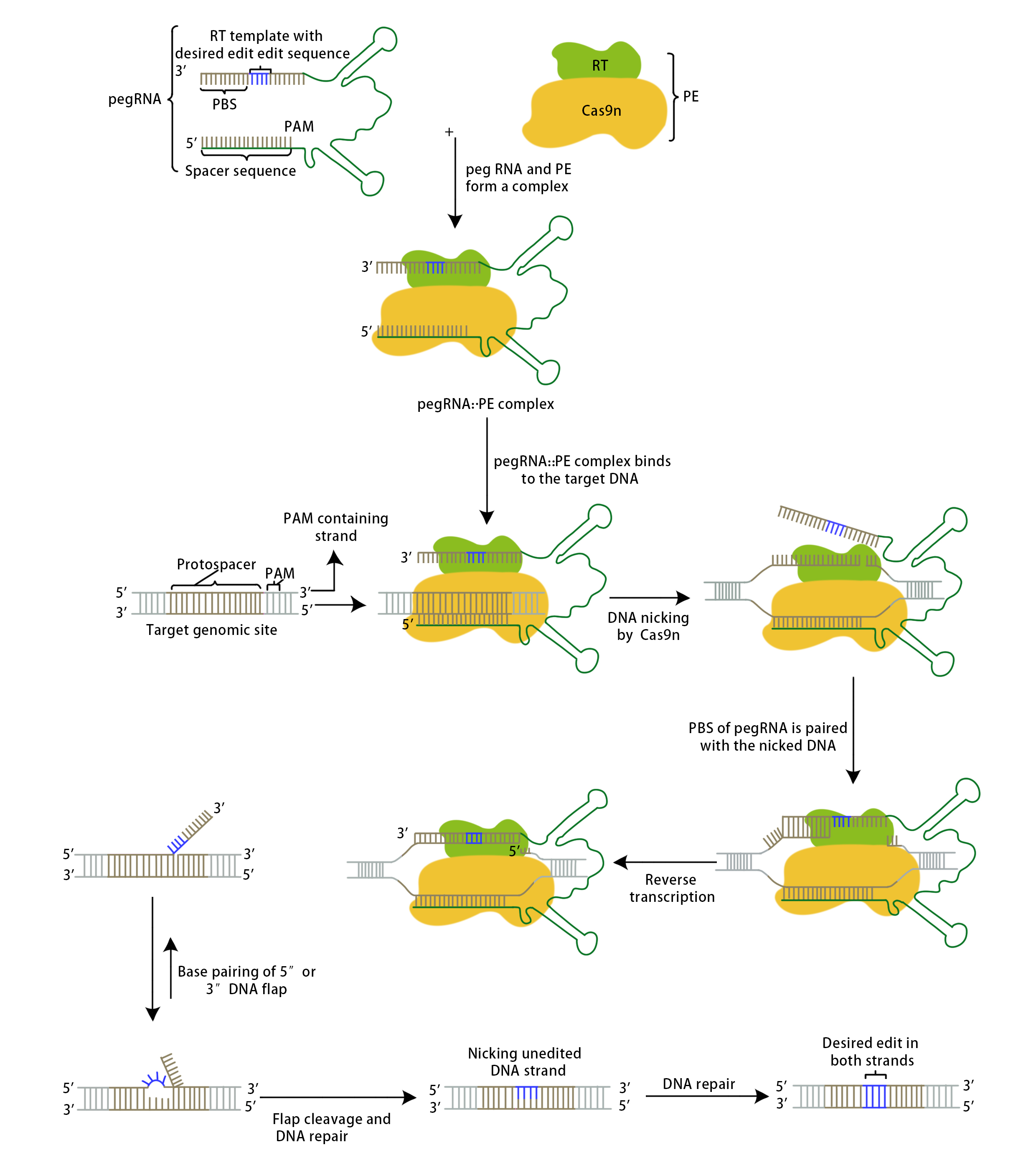 精确基因编辑工具——Prime Editing-基因敲除细胞/点突变/文库筛选/CRISPR检测_艾迪基因【官网】