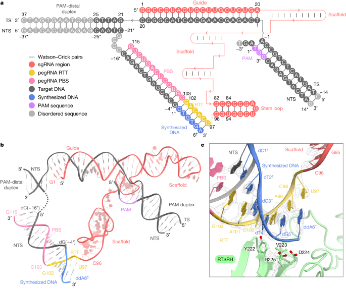 【文献解读】冷冻电镜技术揭示Prime editing编辑过程关键分子机制-基因敲除细胞/点突变/文库筛选/CRISPR检测_艾迪基因【官网】
