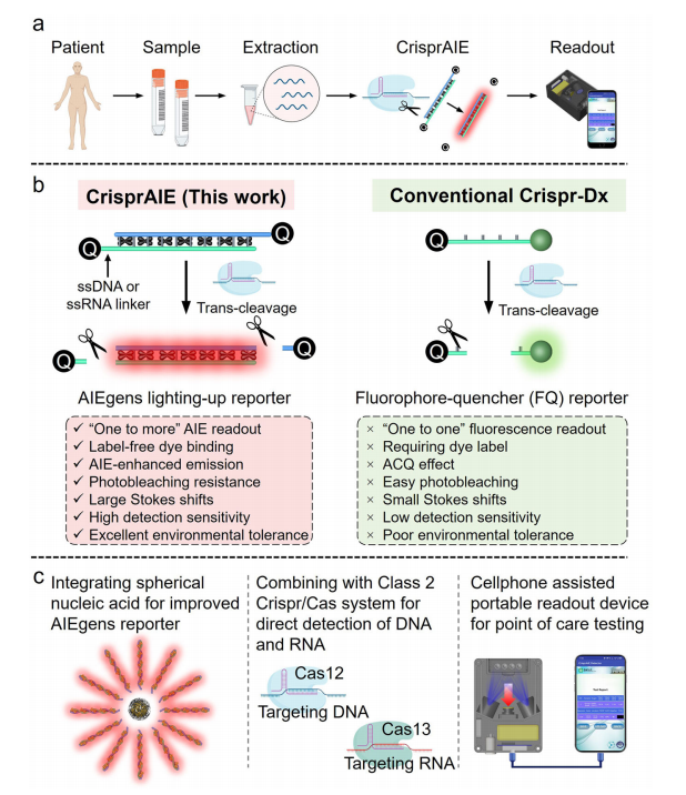 CRISPR检测新突破：CrisprAIE引领精准检测新潮流 – 艾迪基因