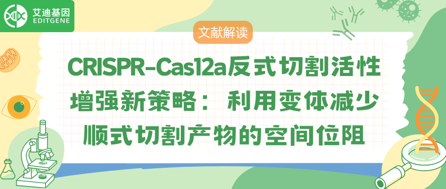 CRISPR-Cas12a新策略：利用变体减少空间位阻以增强反式切割活性 – 艾迪基因